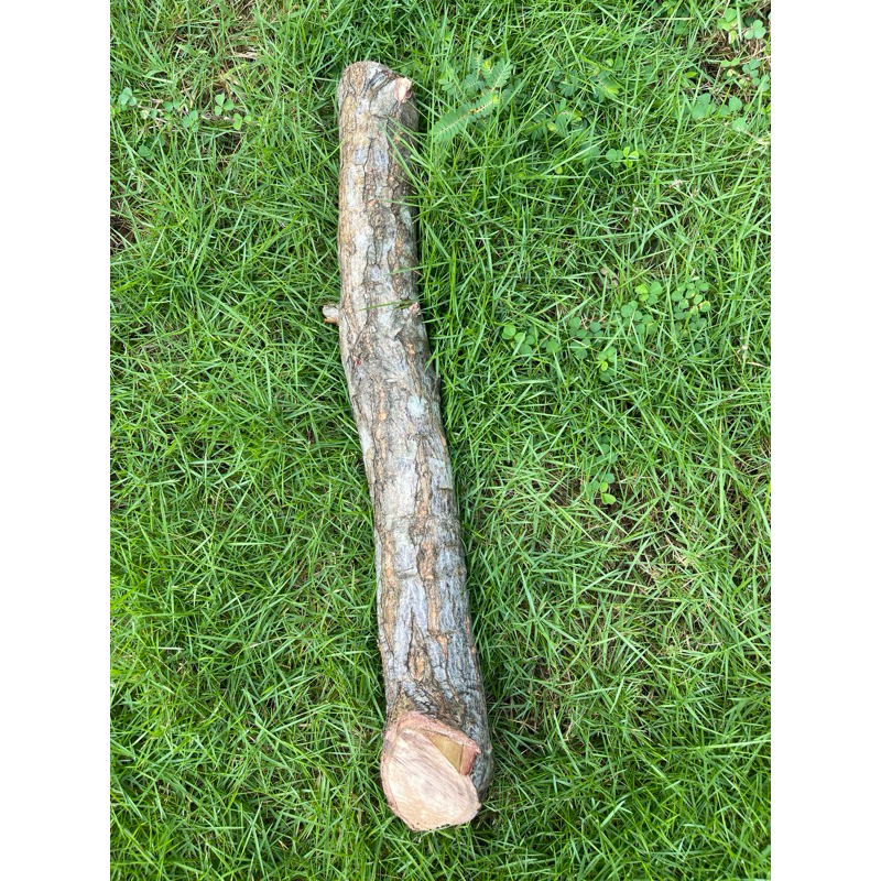 Jual kayu stigi ukuran besar 3 | Shopee Indonesia