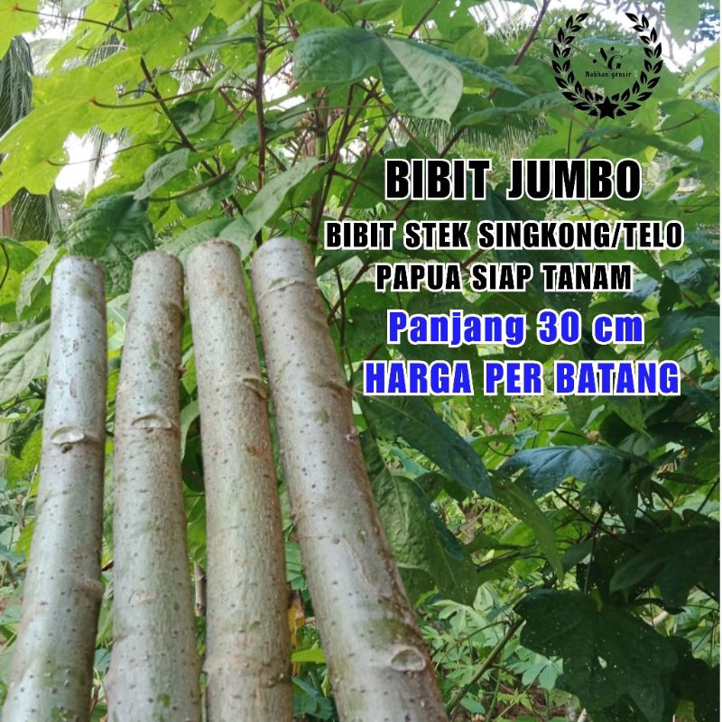 Jual BIBIT SINGKONG PAPUA/TELO PAPUA JUMBO PER BATANG | Shopee Indonesia