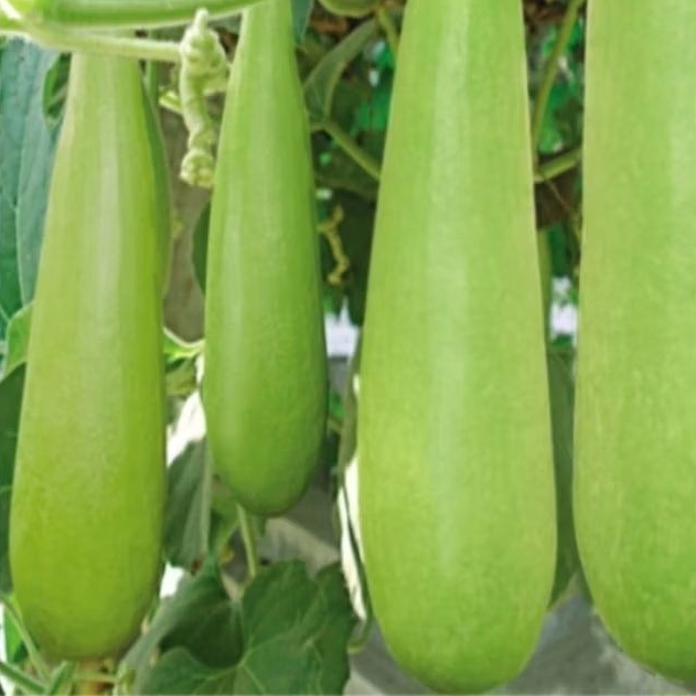 Jual benih labu air pentungan atau Tabu atau Kukuk atau Waluh kenti ...