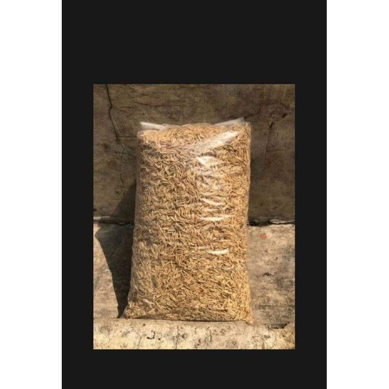 Jual sekam padi/kulit padi kering mentah untuk media tanam | Shopee ...