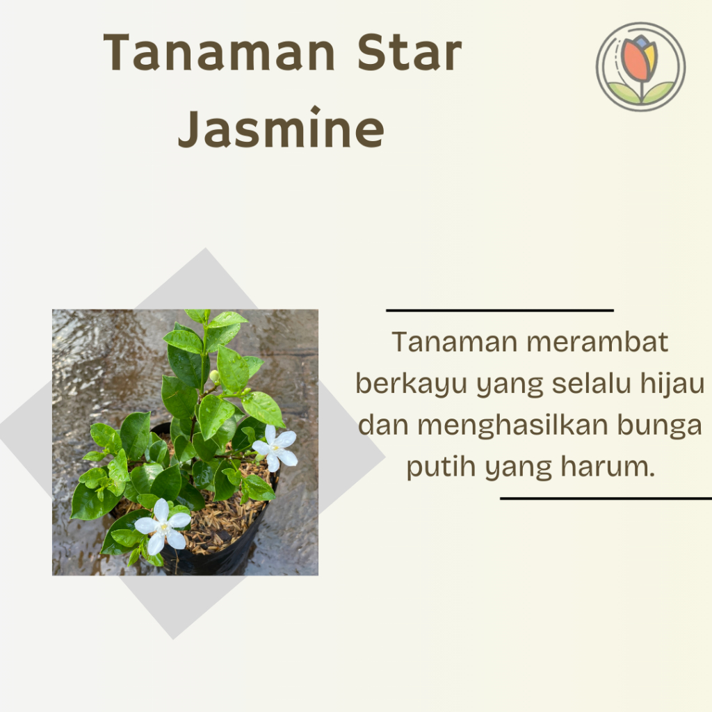 Jual Tanaman Star Jasmine | Melati Bintang | Tanaman Hias | Star ...