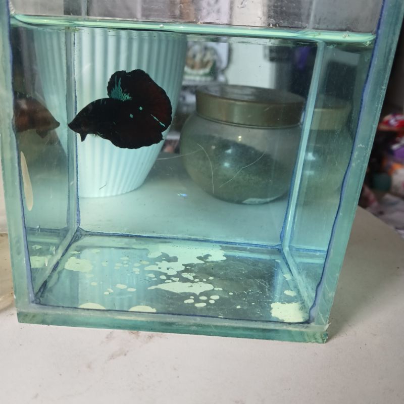 Jual (724) Hiasan Akuarium Plakat Avatar Cooper Vampir / Foto Asli ...