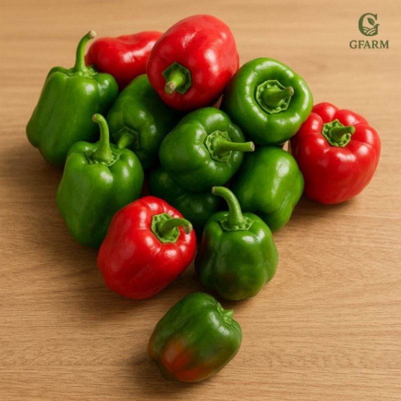 Jual Cabai / Cabai Gendot / Cabai Gendot Asli Dieng - 1 kg | Shopee ...