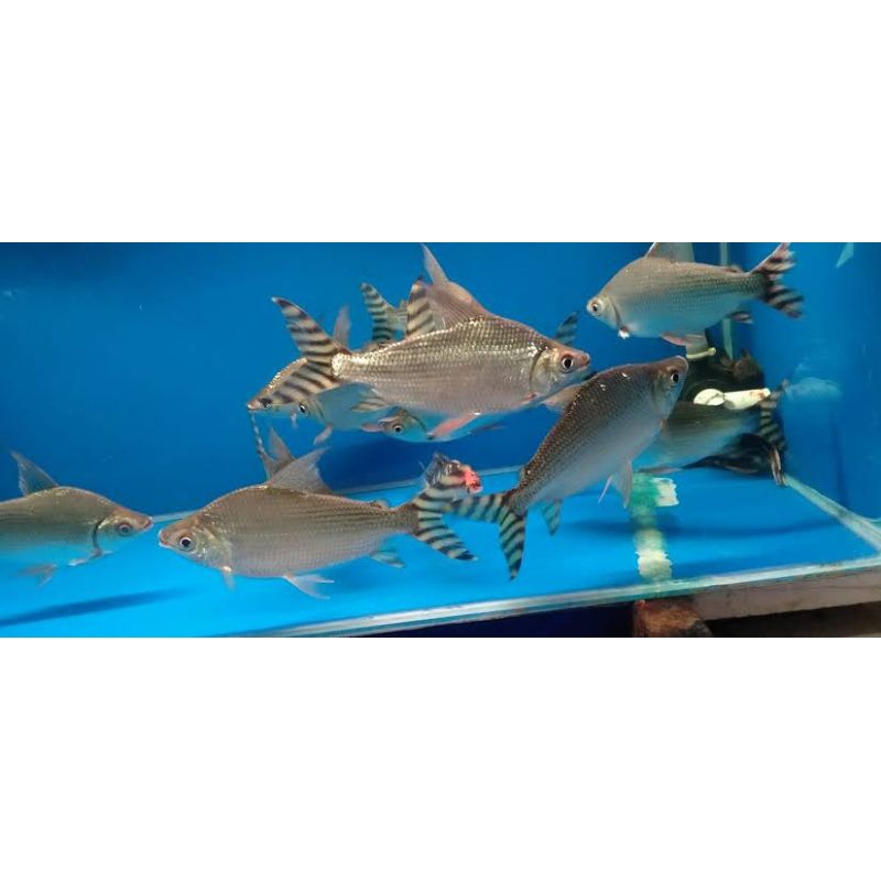 Jual yellow feifeng flagtail 10cm up-+ | Shopee Indonesia