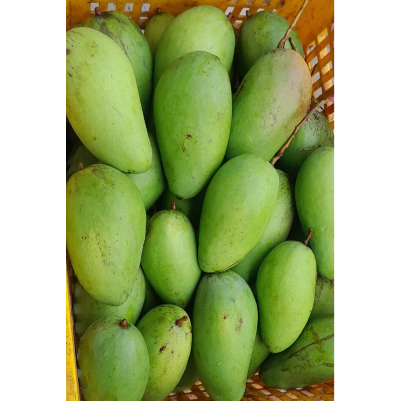 Jual Mangga Kiojay Terlengkap & Harga Terbaru Juni 2026 | Shopee Indonesia