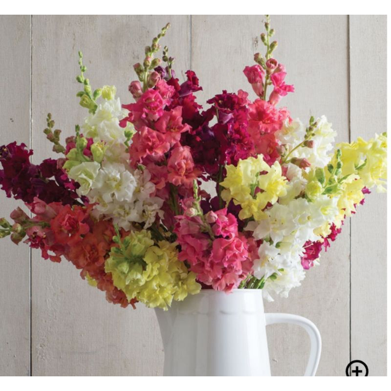 Jual Biji bunga snapdragon madame butterfly mix antirrhinum | Shopee ...