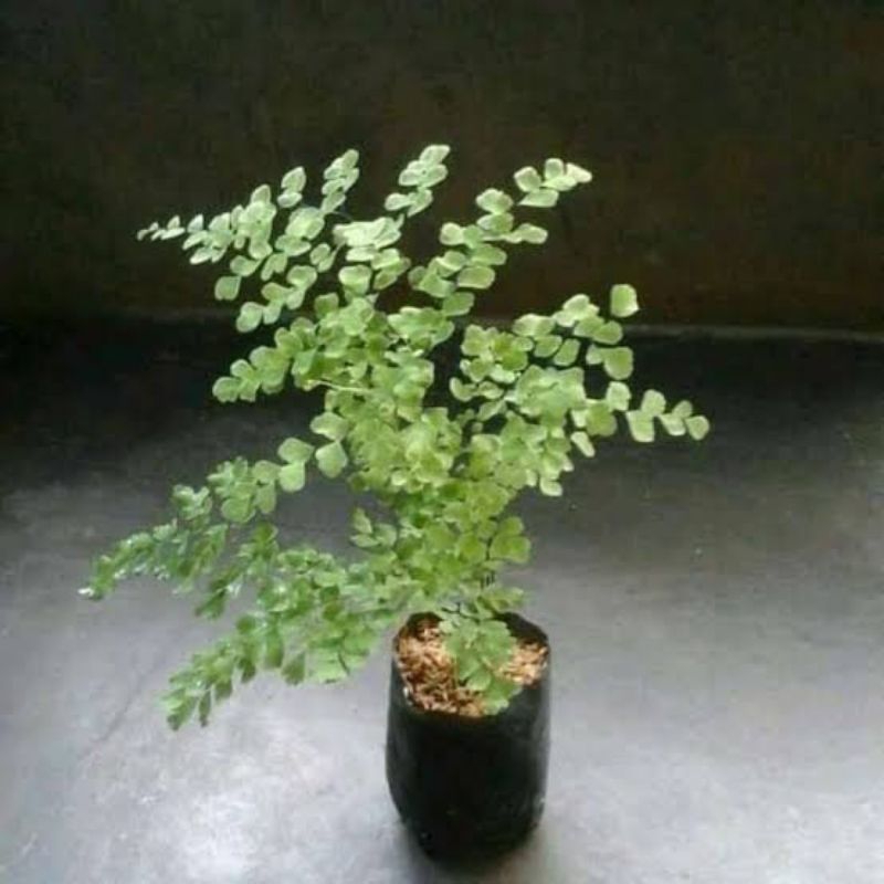 Jual ( BISA COD ) Tanaman Hias Suplir Kriwil Rimbun Tanaman Hidup ...