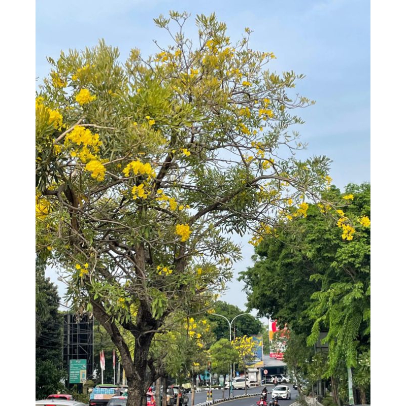 Jual bibit pohon tabebuya kuning / Tabebuia chrysotricha | Shopee Indonesia