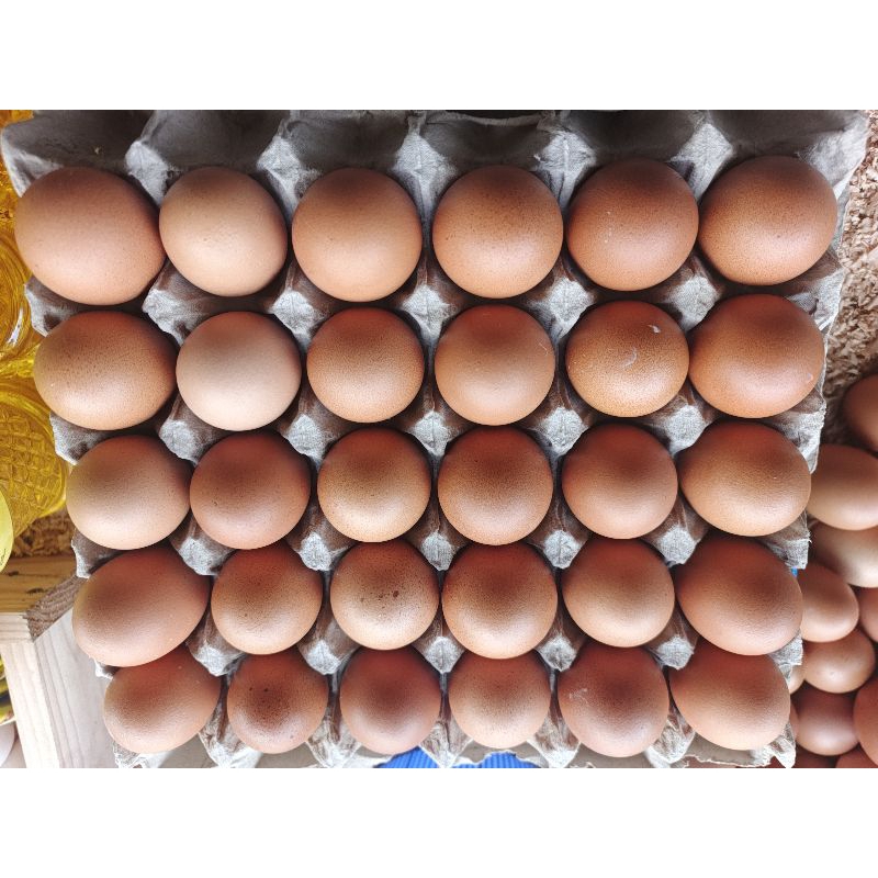 Jual Telur Ayam Negeri Premium Fresh 10 Kg | Shopee Indonesia