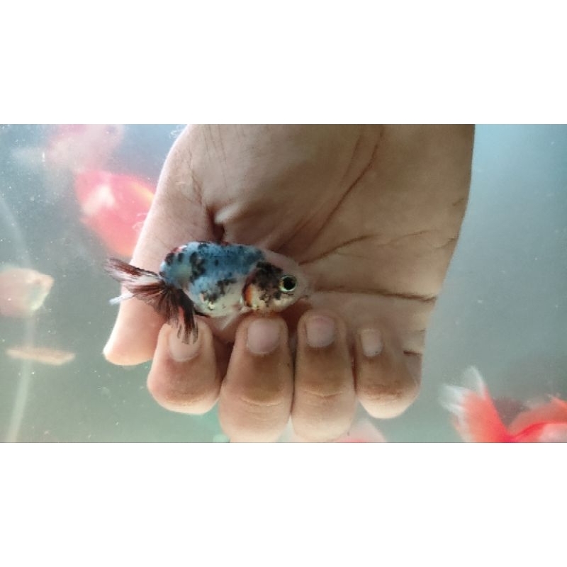 Jual Ikan Koki Ranchu Sapi sapian | Ukuran ±5cm | Sameday Only | Shopee ...