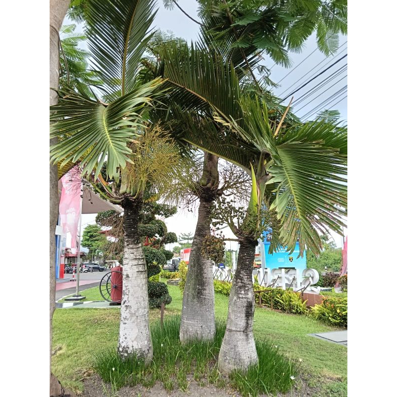 Jual biji palem botol isi 50 biji | Shopee Indonesia