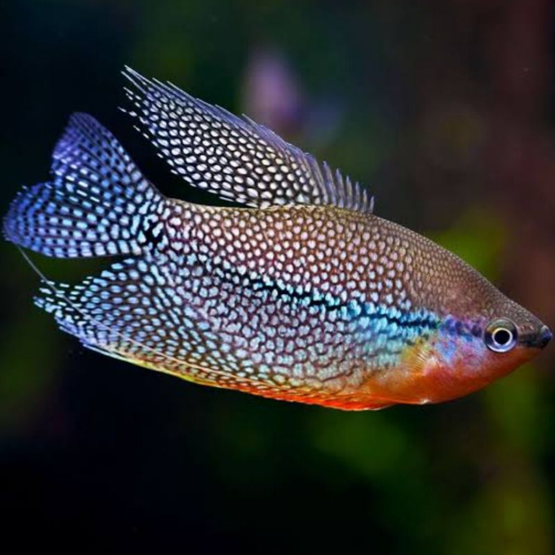 Jual hiasan ikan Sepat mutiara hias tankmate pearl gourami aquarium ...