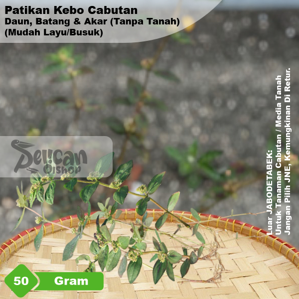Jual Patikan Kebo (Tanpa Media Tanah) 50 gram segar obat herbal Daun ...