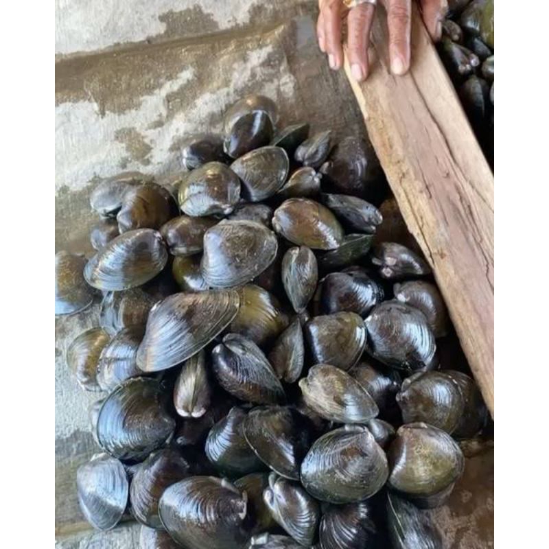 Jual Kepah segar fresh/ kerang kepah segar fresh pasar flamboyan ...