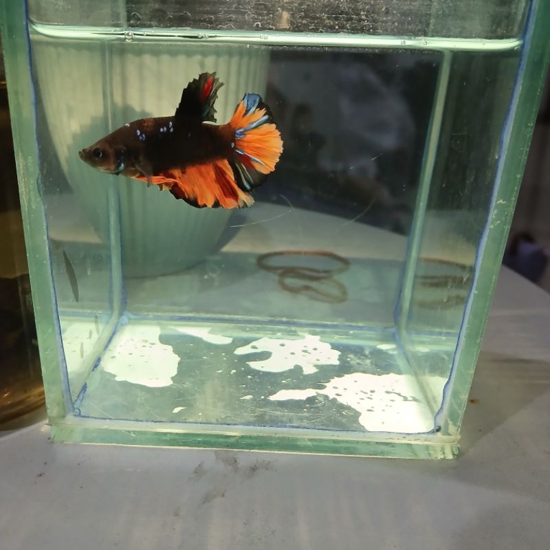 Jual (778) Hiasan Akuarium HMPK Avatar Gordon Nemo / Foto Asli ( Cupang ...