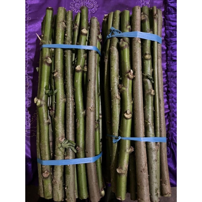 Jual telo papua bibit tanaman pakan ternak panjang 40cm per ikat isi 5 ...