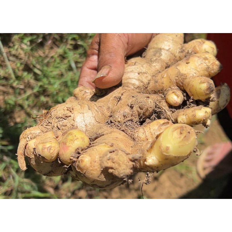 Jual ( Hemat ) Jahe Gajah , Jahe Badak , Jahe Putih 1kg | Shopee Indonesia