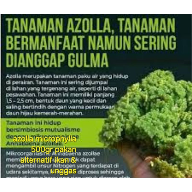 Jual Bibit azolla microphylla 500gr(pakan ikan,unggas&ternak) | Shopee ...