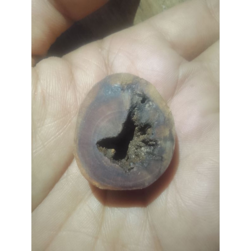 Jual galih kayu kunir original alami dengan baunya yang khas | Shopee ...