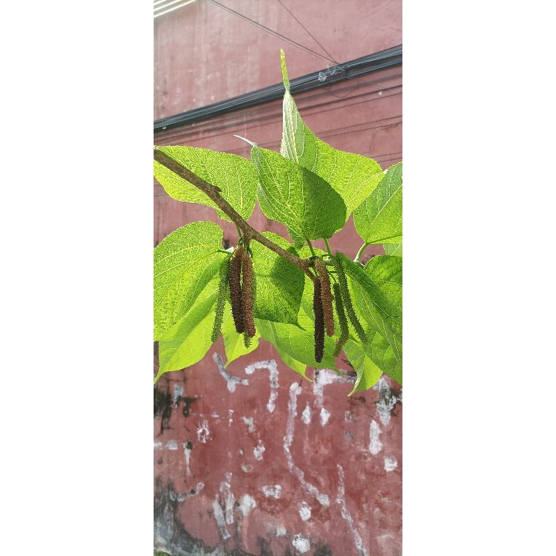 Jual bibit murbei batang steak / batang entres long murbei / entres ...