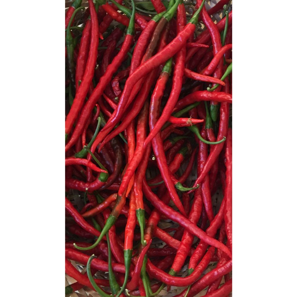Jual CABE MERAH KERITING 125g 25og 500g | Shopee Indonesia