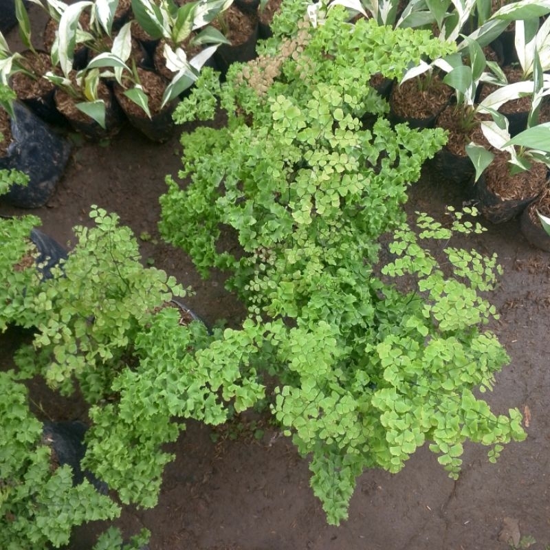 Jual pohon hias pohon supril jenis tanaman pakis hutan, bagus untuk di ...