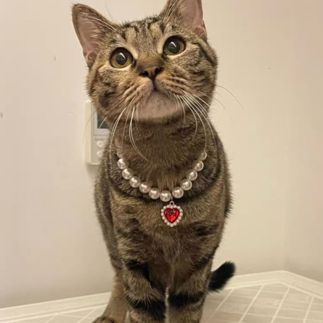Jual Kalung Hewan Mutiara Kalung Anjing Kucing Pet Collar Liontin ...