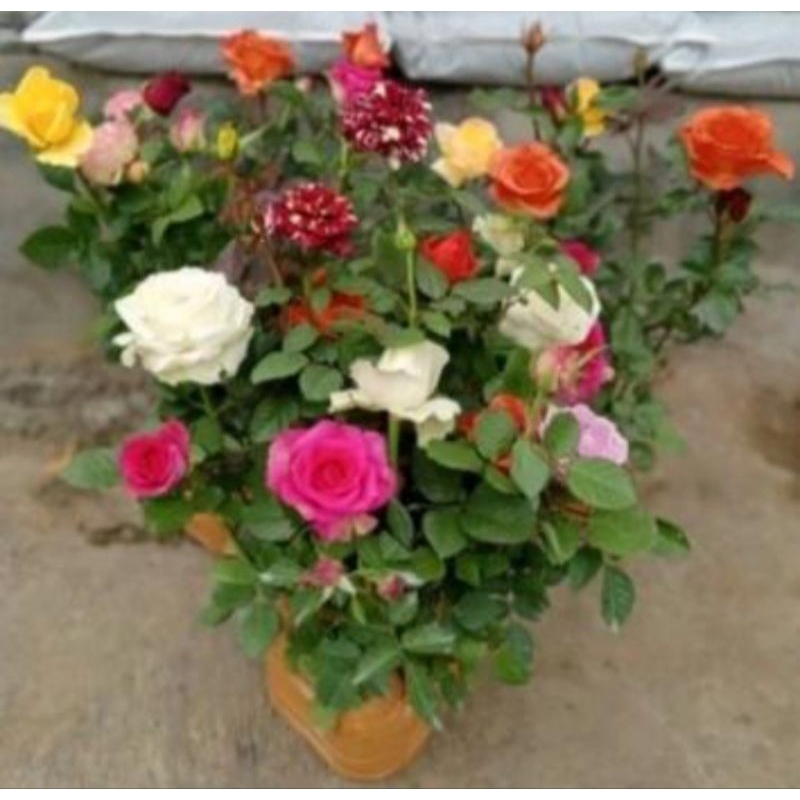 Jual paket 5 pohon bunga mawar hidup sudah berbunga + pot hitam ...