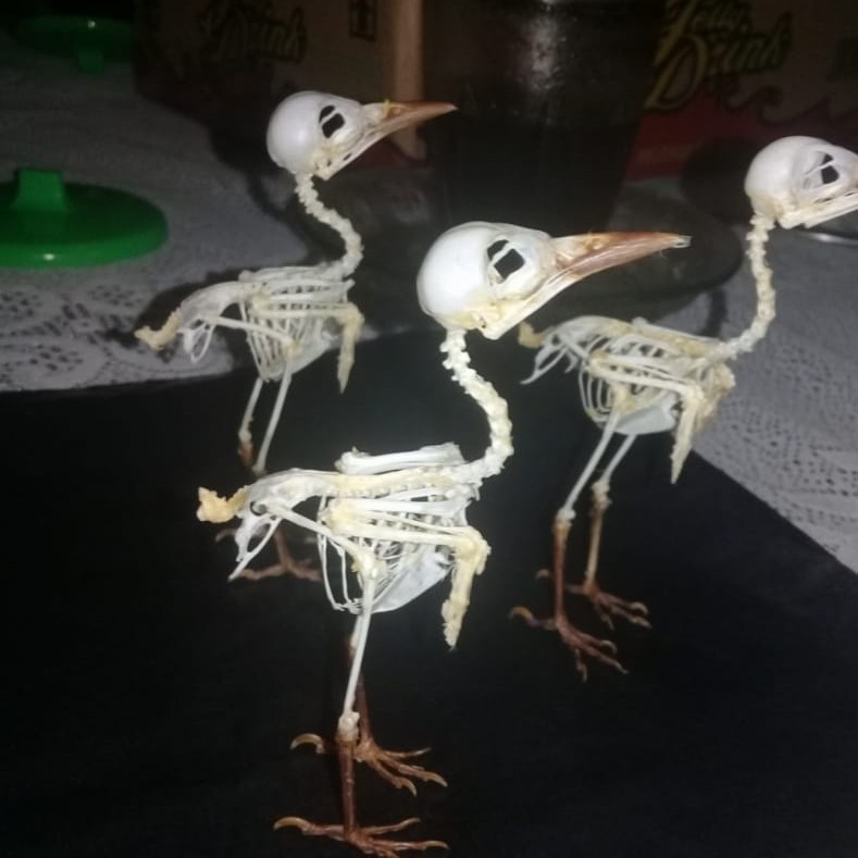 Jual awetan serangga kerangka tulang burung pipit | Shopee Indonesia