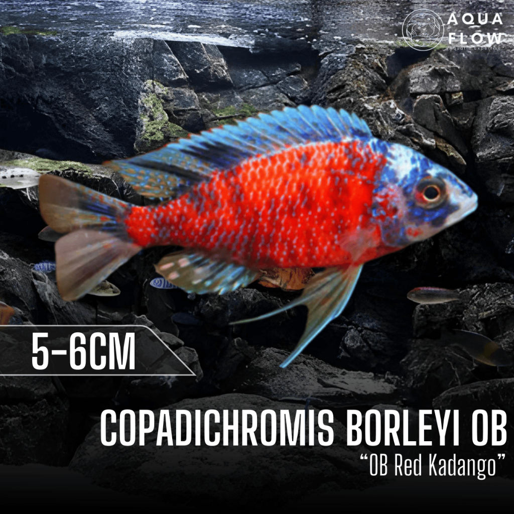 Jual Ikan Cichlid OB Red Kadango Copadichromis Borleyi OB 5-6cm / ikan ...