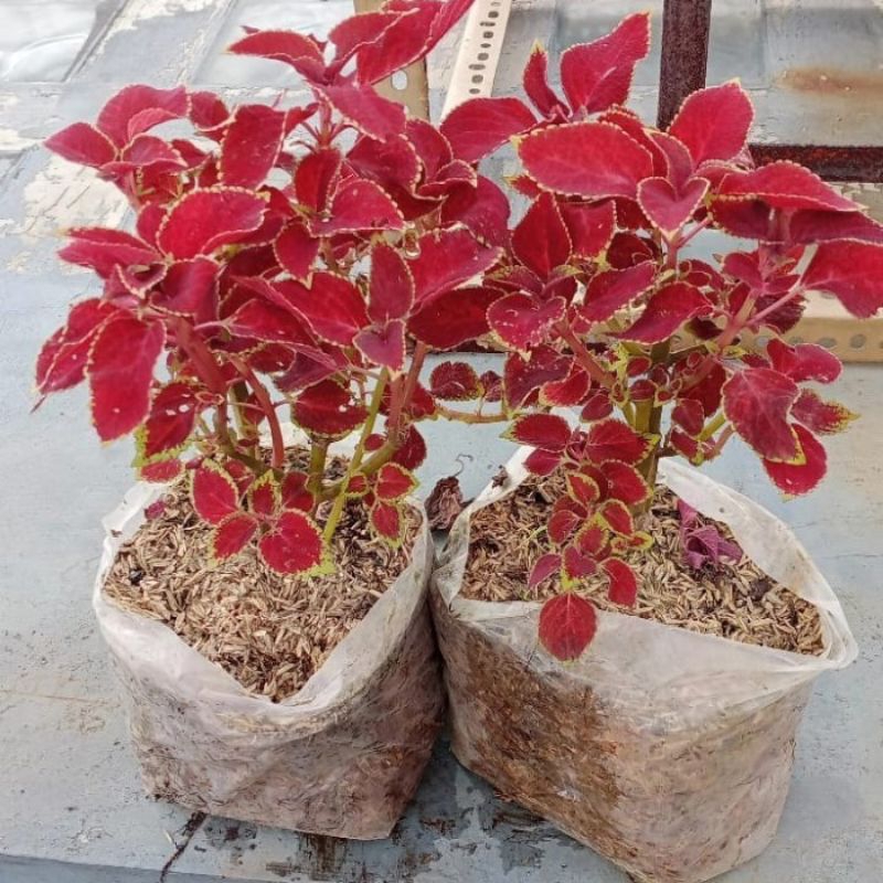 Jual tanaman hias miana merah | Shopee Indonesia