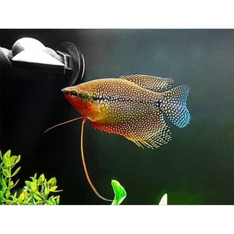 Jual ikan hias sepat mutiara / ikan sepat mutiara / ikan warna warni ...