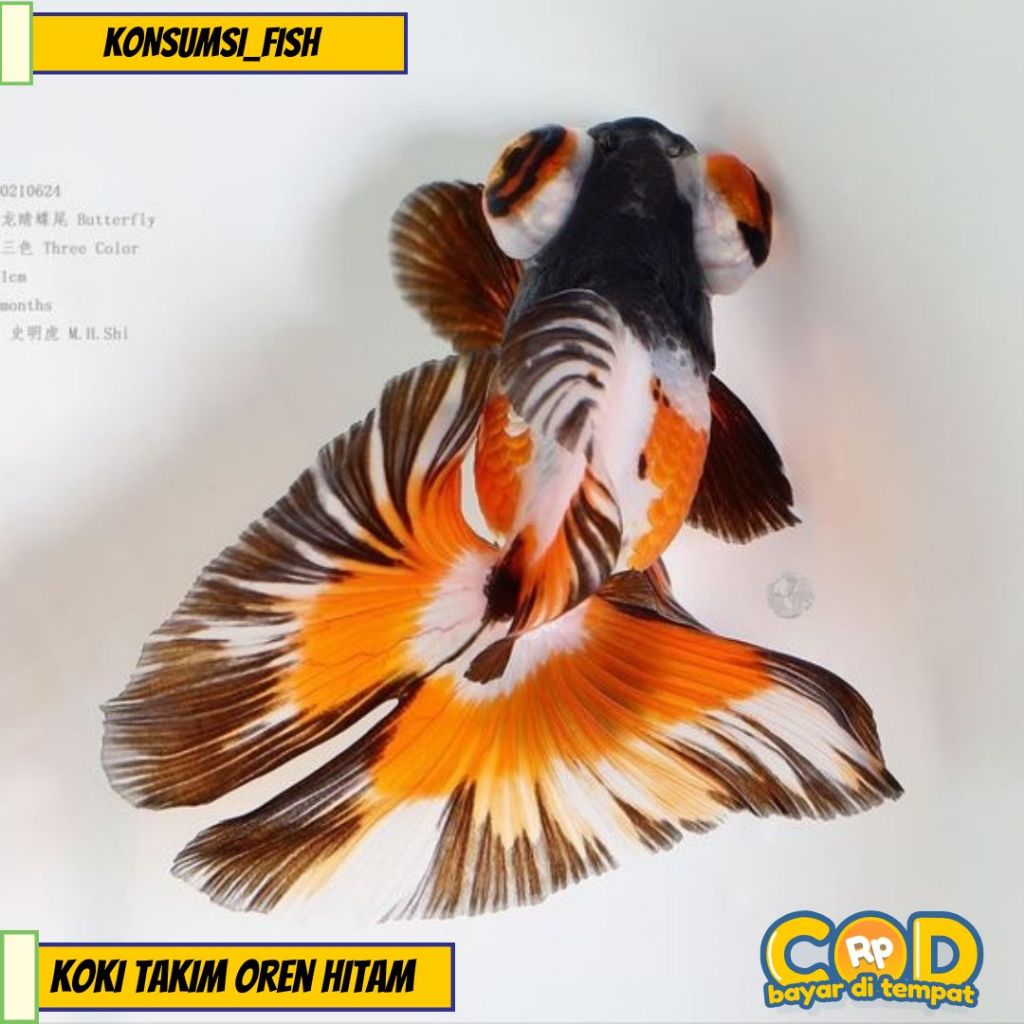 Jual REGULER !!! KOKI TEKIM Paket 3 Ekor gold fish tekim hitam oren ...