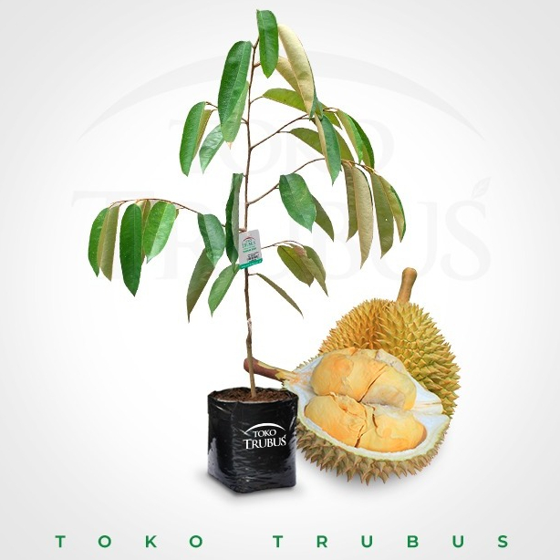 Jual BIBIT TANAMAN BUAH DURIAN SUPER TEMBAGA | Shopee Indonesia