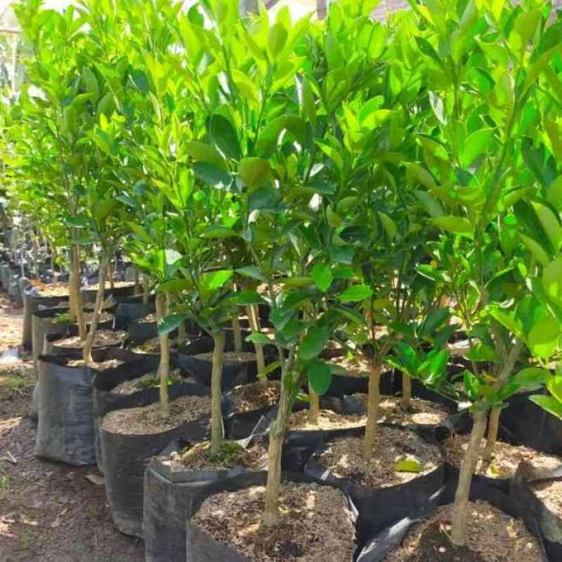 Jual BIBIT TANAMAN BUAH JERUK MONDE | Shopee Indonesia