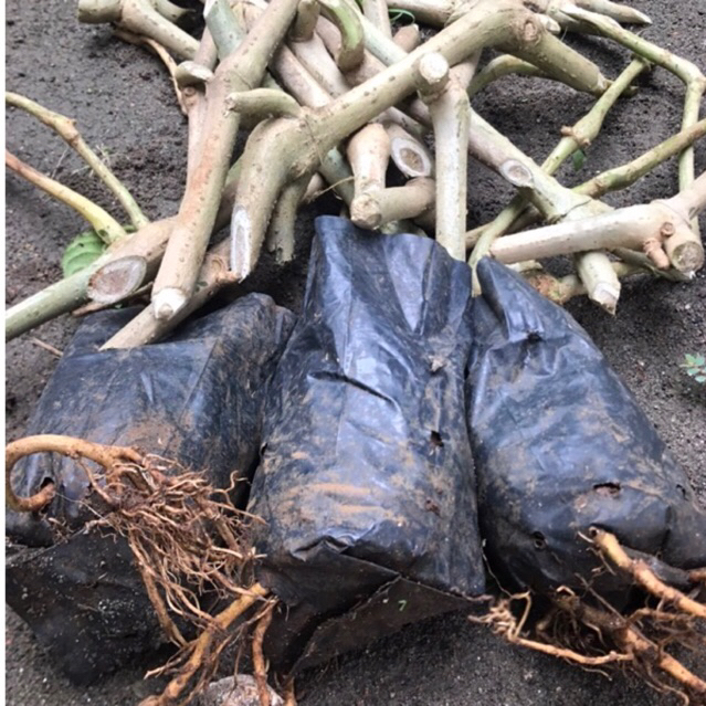 Jual trichantera gigantea hidup sudah berakar batang besar | Shopee ...