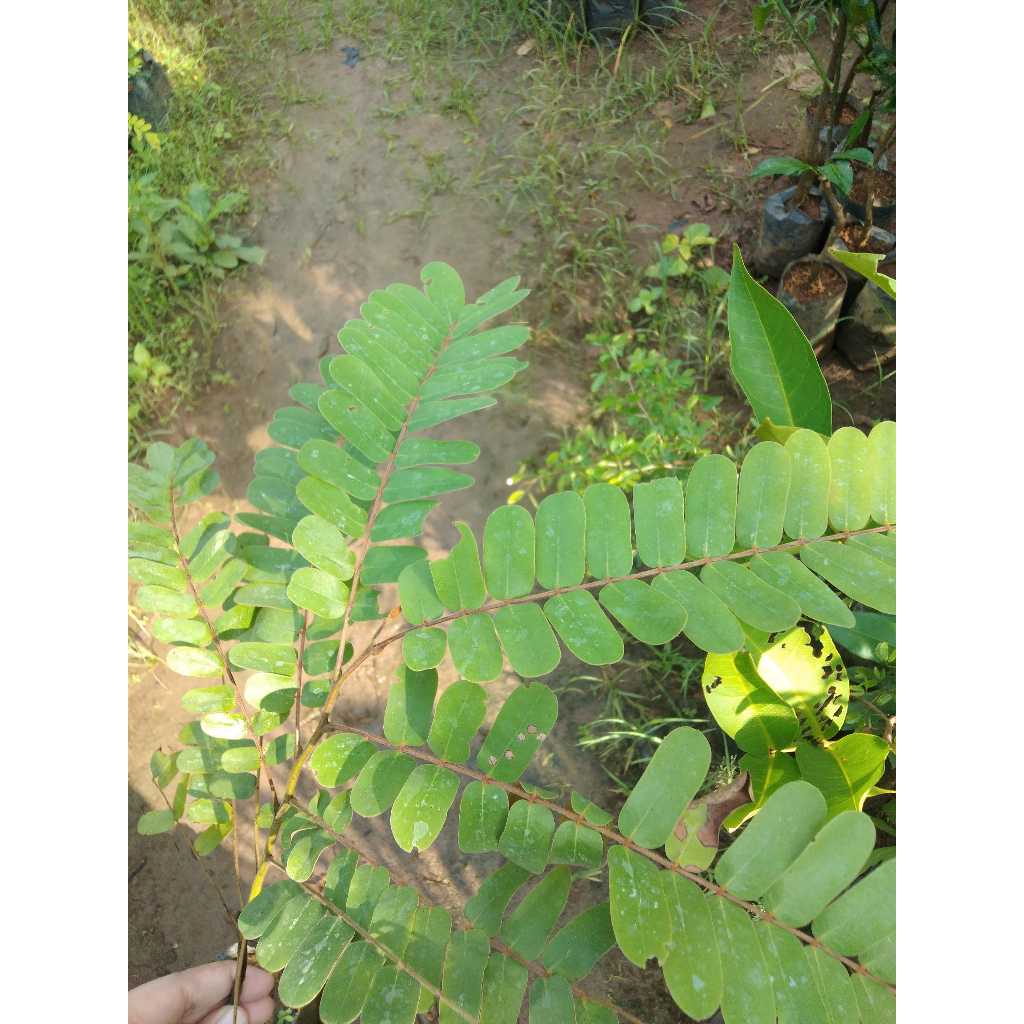 Jual Bibit Tanaman Trengguli Merah - Tanaman Hias sekaligus Tanaman ...