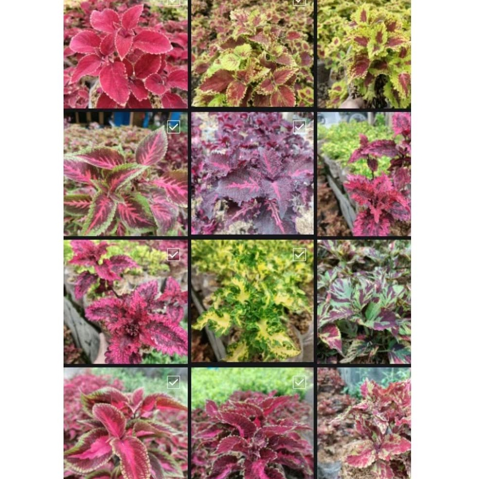Jual aneka macam miana berbagai warna tanaman hias MIANA | Shopee Indonesia