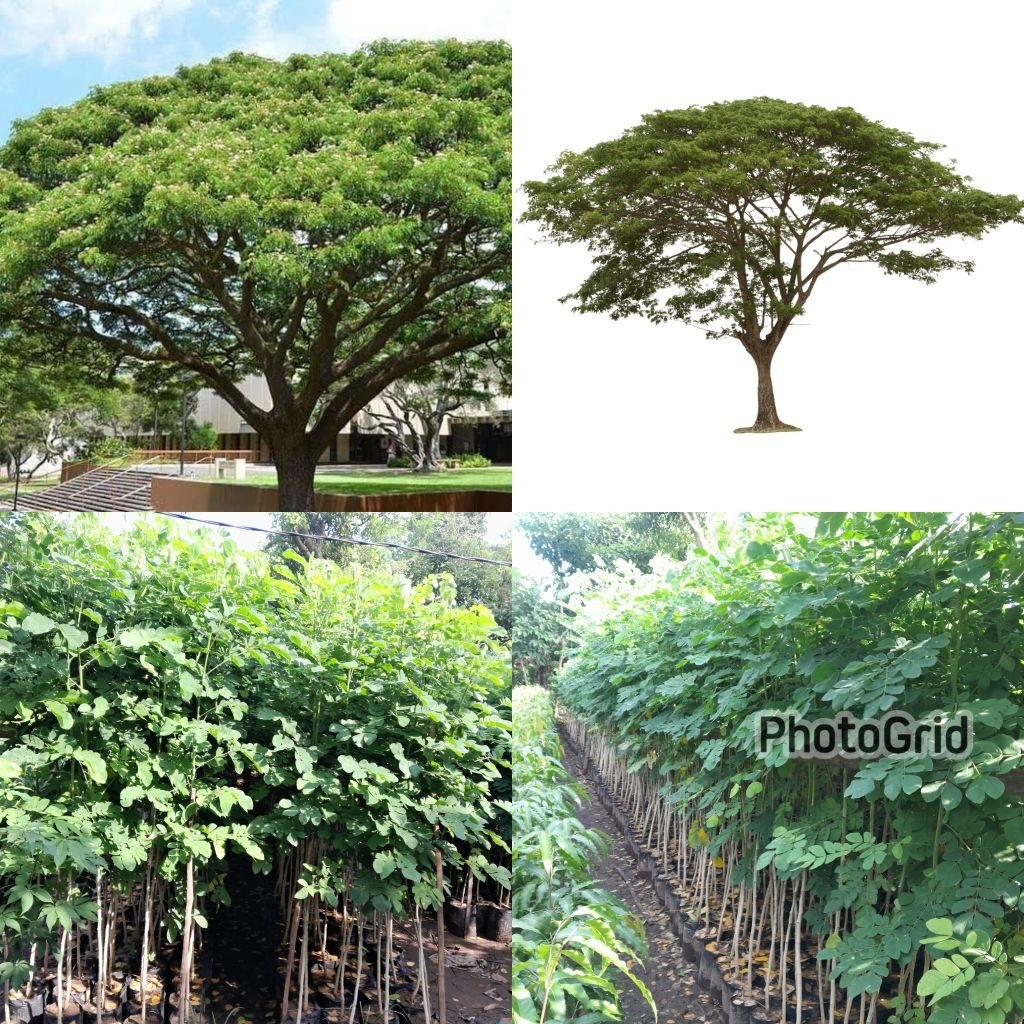 Jual bibit trembesi tinggi -+2m bfli 5 gratis 1 | Shopee Indonesia