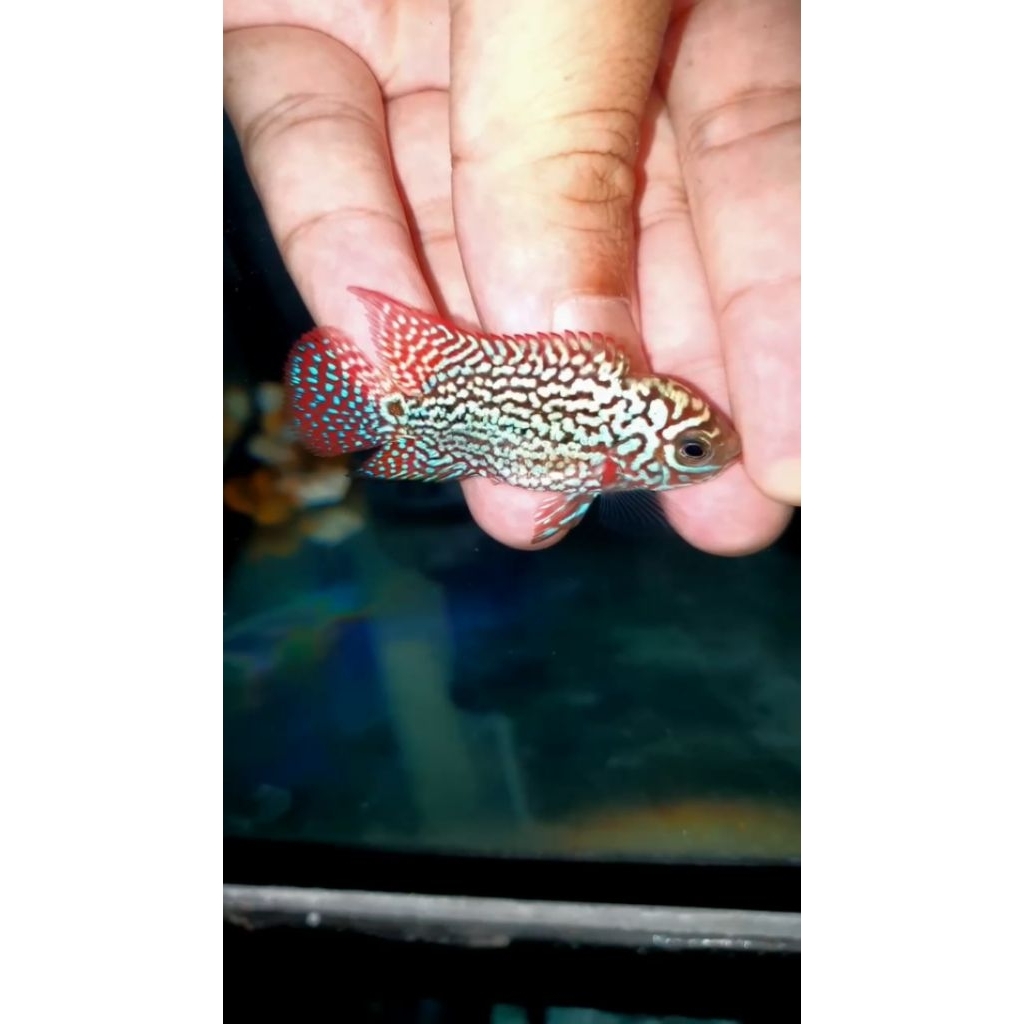 Jual super red kamfa F2 VVIP import -+3,5cm | Shopee Indonesia