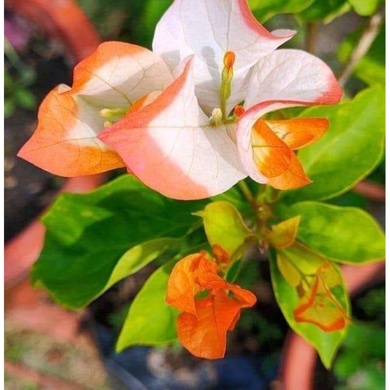 Jual BUGENVIL MAHARANI IMPORT ORIAN | BUNGA BOUGENVIL MAHARANI BUNGA ...