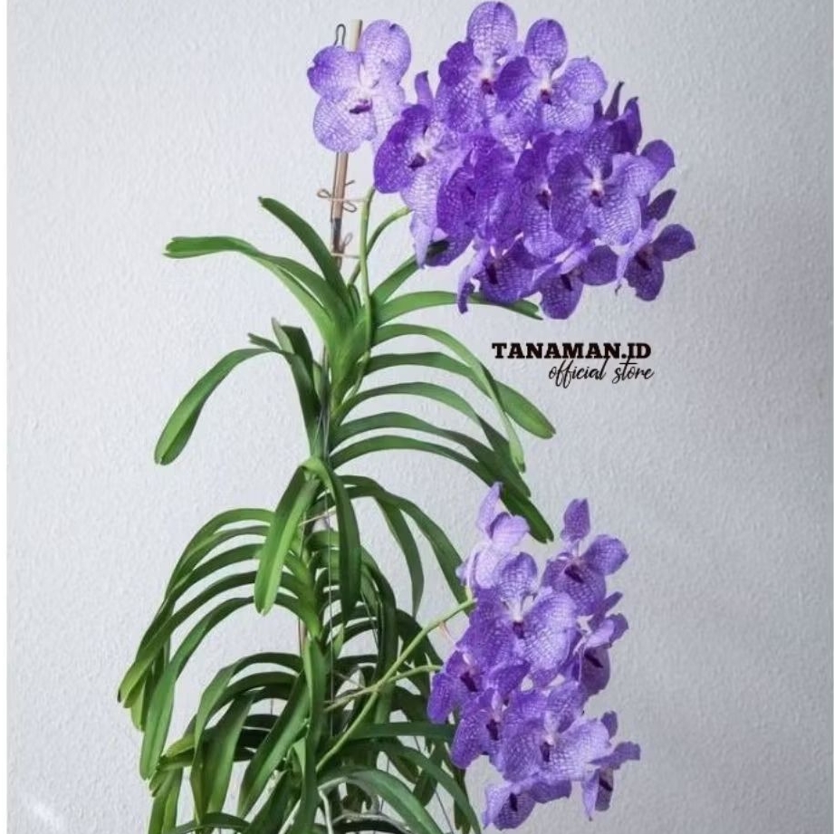 Jual Tanaman Bunga hidup ANGGREK VANDA ( Sensai Blue ) | Shopee Indonesia