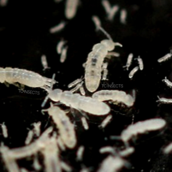 Jual SPRINGTAIL COLLEMBOLA SP | PENGURAI PEMBERSIH TERRARIUM PALUDARIUM ...