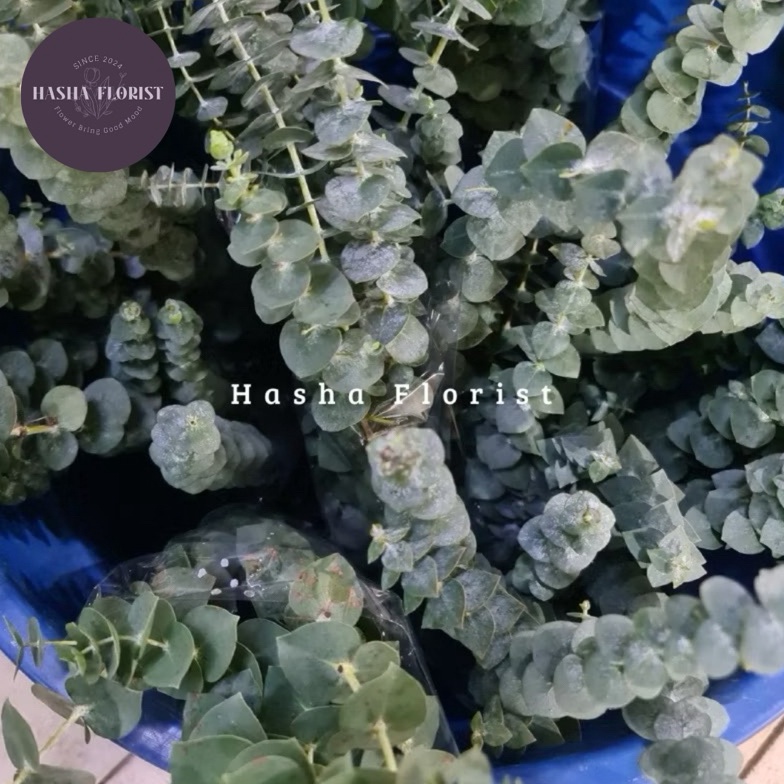 Jual Disc Daun Silver Dollar Eucalyptus Baby Blue Daun Potong Daun ...