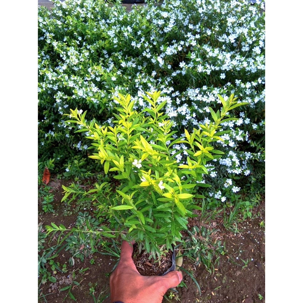 Jual KEBUN RAYA- Tanaman Hias Taiwan Beauty Bunga Putih | Shopee Indonesia