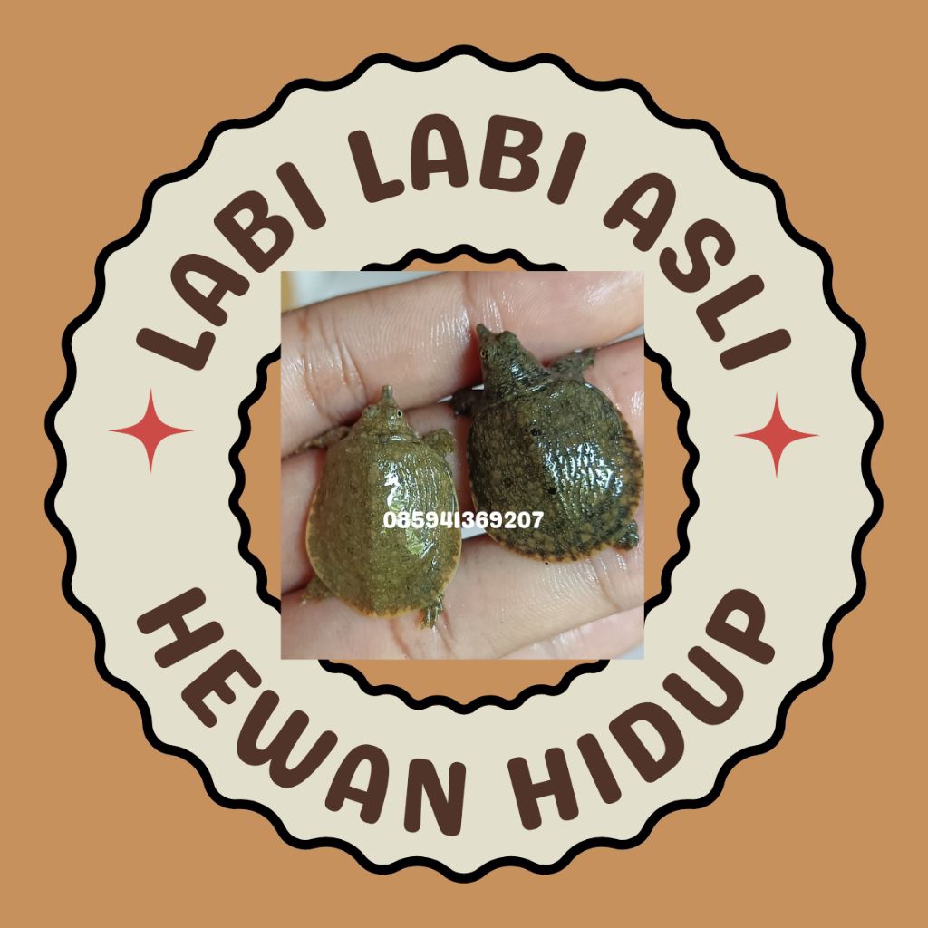 Jual stiker bulus kura kura grosir 50e | Shopee Indonesia