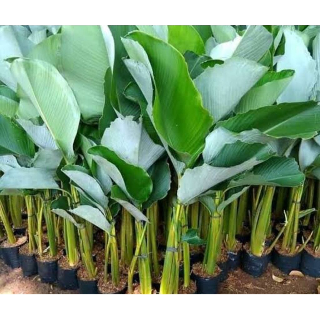 Jual Tanaman Hias Calatea Pisang - Calathea Bedak Tinggi 50-1meter ...