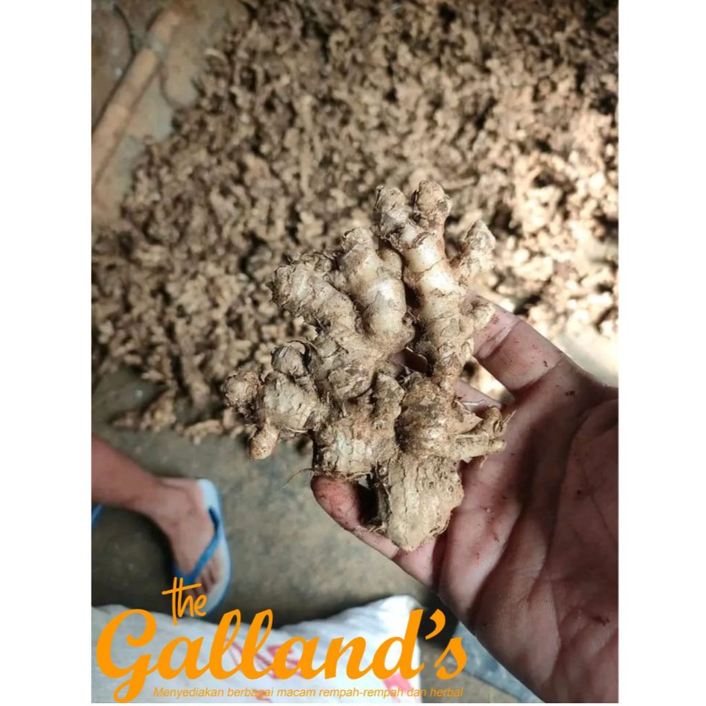 Jual JAHE EMPRIT SEGAR 1 KG | Shopee Indonesia