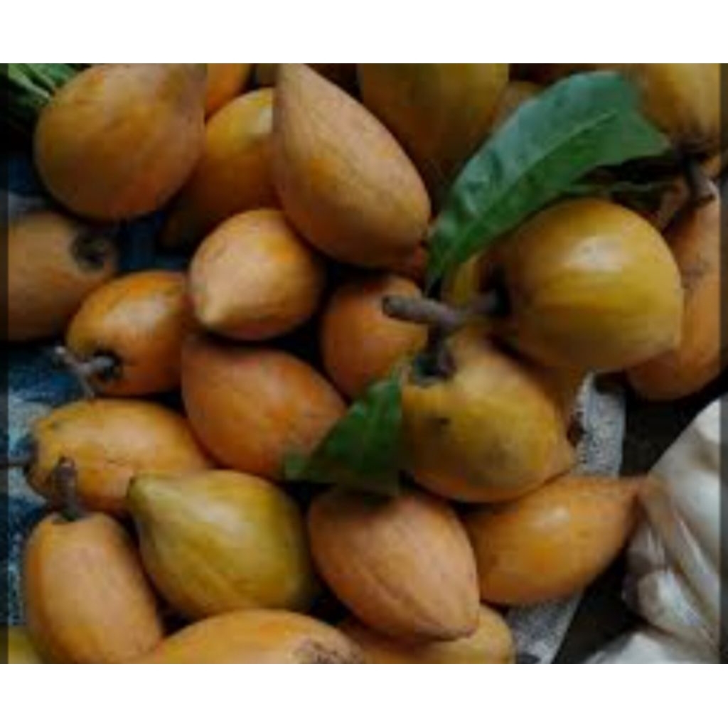 Jual buah sawo alkesah/sawo mentega fresh dadakan 500gram | Shopee ...