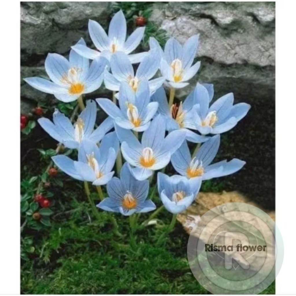 Jual POHON BUNGA RAIN LILY BLUE EYE / TANAMAN HIAS BUNGA RAIN LILI BLUE ...